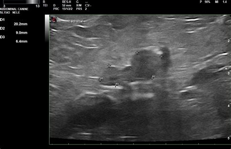 Chronic Cholecystitis And Mucocele Formation In A 10 Year Old Mn Chihuahua Members