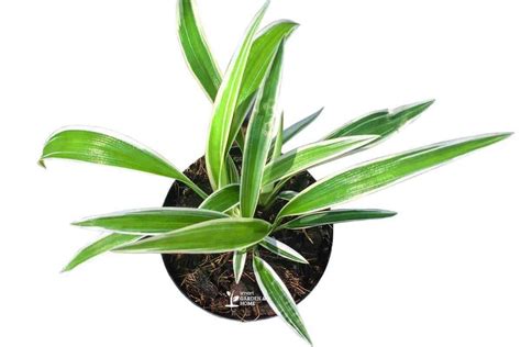 Spider Plant Root Rot 12 Causes And Fixes Smart Garden And Home
