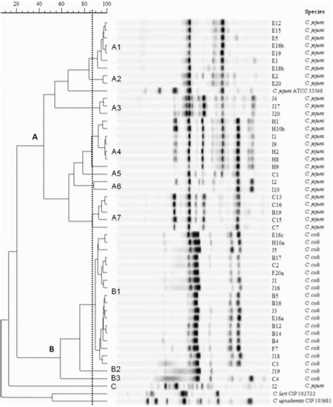 Dendrogram Of The Cluster Analysis Of Campylobacter Isolates Based On
