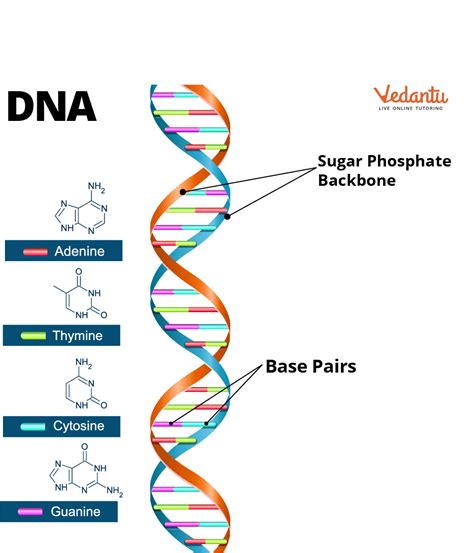 Uses Of DNA Extraction Learn Important Terms And Concepts