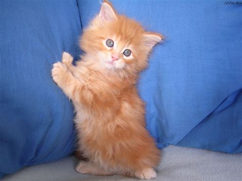 Imagenes Amor Facebook Fotos Imagenes Fotos De Gatos Tiernos