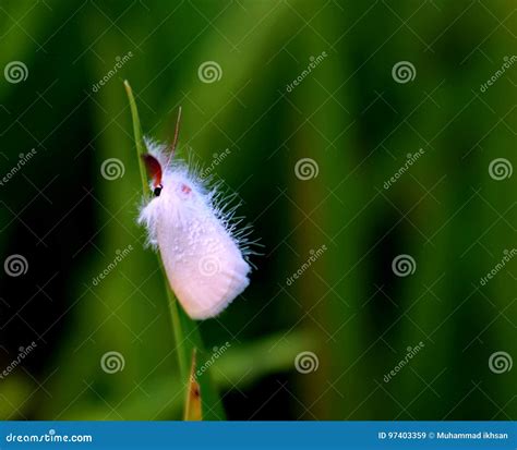Insect Stock Image Image Of Insect Field Rice Insects