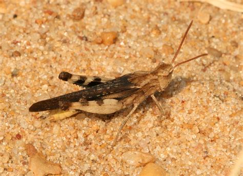 Sweating The Small Stuff The High Mathematics Of Grasshopper