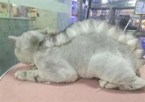 猫剪造型图片猫咪造型图片大山谷图库