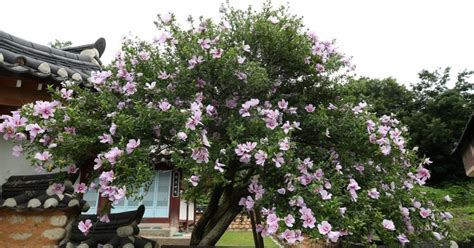 국내 최고령 강릉 방동리 무궁화 활짝 늠름한 기상 뽐내