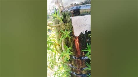 দুবলা ফুল গাছের টপ এই ভাবে টপ বানিয়ে যে কোনো ফুল গাছ লাগাতে পারেন। Youtube