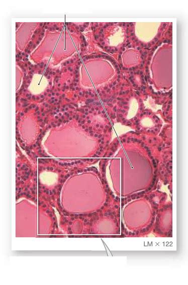 Thyroid Gland Histology Diagram Quizlet