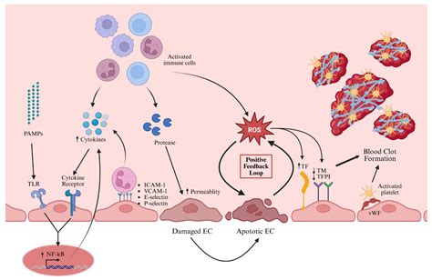 Immunothrombosis In Sepsis Cellular Crosstalk Molecular Triggers And
