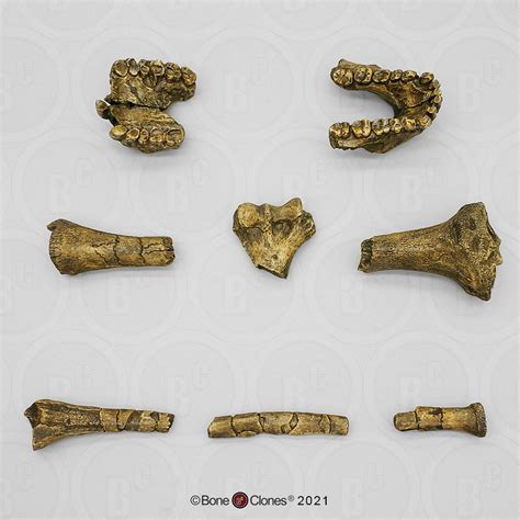 Australopithecus Anamensis Set Bone Clones Osteological Reproductions