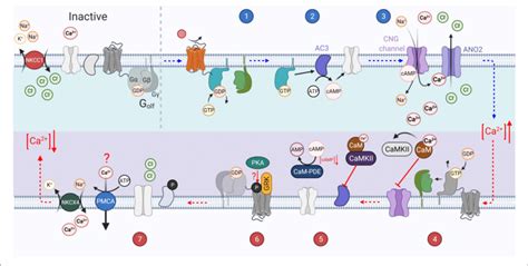 The Vertebrate Olfactory Transduction Cascade Inactivation And Download Scientific Diagram