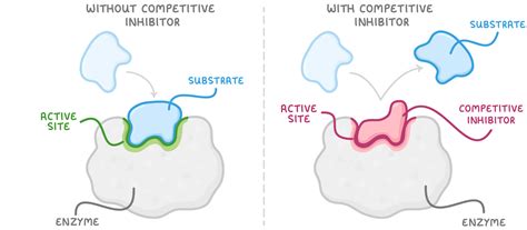 Enzyme Inhibition Revision Notes A Level Biology Aqa Cognito