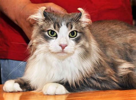 The Ethics Of Cuteness A Closer Look At 12 Trendy Cat Mutations