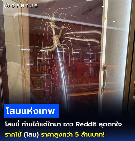 Ophtus เดินผ่านแล้วไปเจอ โอโห รากไม้นี่มันยังไง