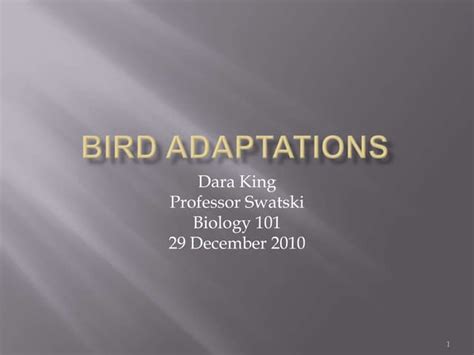 Presentation Bird Feathers Ppt