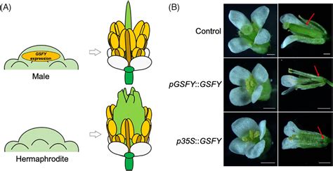 Evolution Of Sex‐determination In Dioecious Plants From Active Y To X