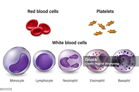 Red Blood Cells Platelets And White Blood Cells Stock Illustration