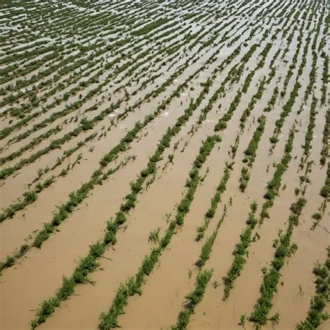 Flood Resilient Food Systems Protecting Agricultural Production And Supply Chain Continuity