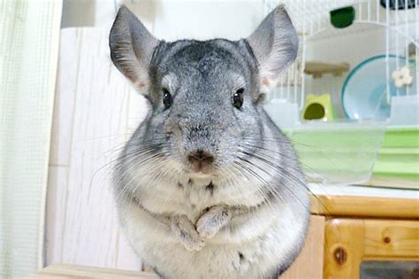チンチラ飼育セット kiiking