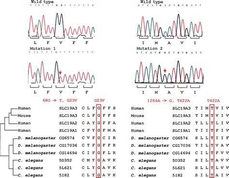 Biotin Responsive Basal Ganglia Disease Maps To 2q36 3 And Is Due To Mutations In Slc19a3 The