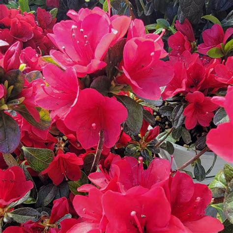 Azalea Wards Ruby Town And Country Nursery Garden Centre