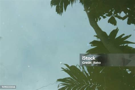 갈색에 코코넛 잎의 반사 더러운 물에 나뭇 가지의 그림자 갈색 배경에 나뭇잎 0명에 대한 스톡 사진 및 기타 이미지 0명 갈색 경관 Istock