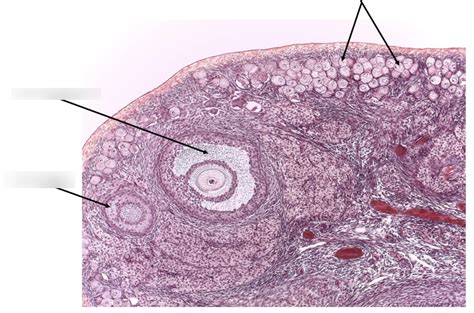 Ovary Slide Diagram Quizlet