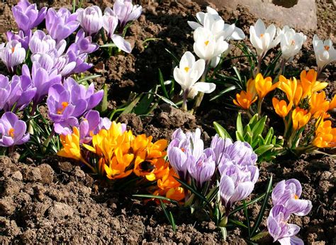 Многолетнее садовое растение Крокус — фото, описание и уход. Основные ...