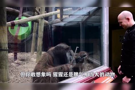一女子与猩猩斗舞，动作一模一样，最后猩猩的同伴怒了！猩猩斗舞动作