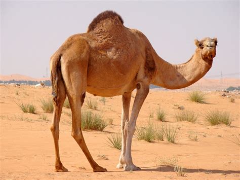 Arabian Camel Dromedary Natural History On The Net