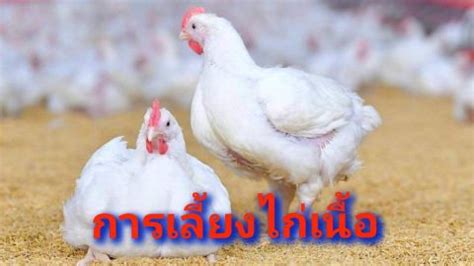 การเลี้ยงไก่