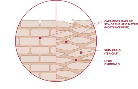 What S The Deal With Lipids In Skincare