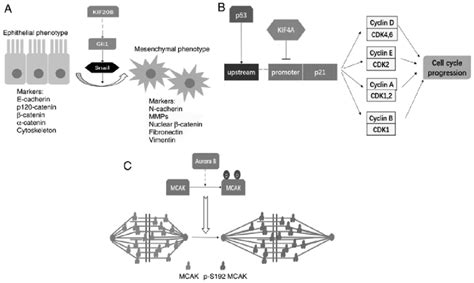 Kifs Function To Affect The Crc Cell Cycle Emt And The Mt Dynamic A Download Scientific