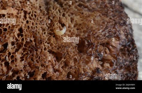 Larva Of Diptera Insect Larva In A Mushroom Stock Video Footage Alamy