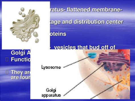 Ppt Cell Structure Function And Macromolecules Powerpoint Presentation Id 9473315