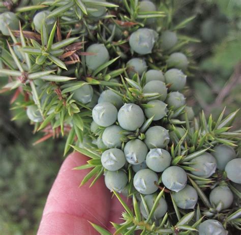 Juniper Tree Guide Uk Common Juniper Identification
