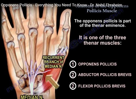 Anatomy Of Opponens Pollicis —