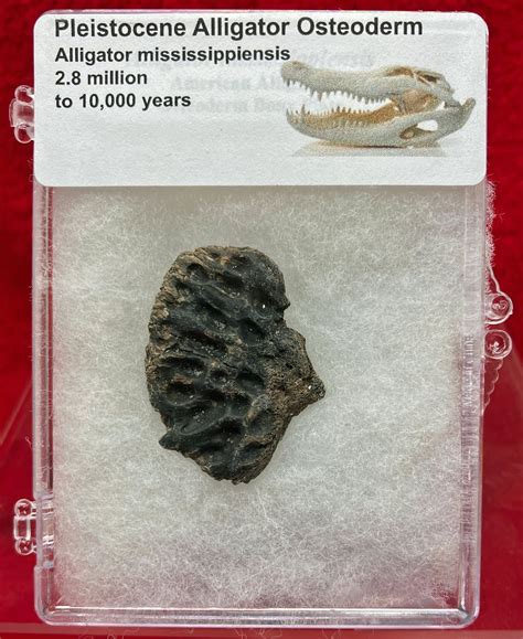 Alligator Mississippiensis Alligator Osteoderm 4054 Prehistoric Planet Store