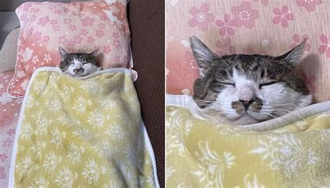 날씨 너무 춥자 이불 속으로 기어 들어가서 베개에 머리 대고 세상 편안한 자세로 잠든 고양이