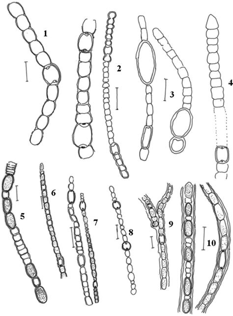 Cyanobacteria In Wetlands Of The Industrialized Sambalpur District Of