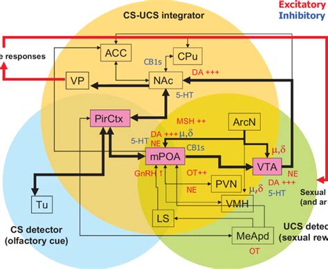 Neural Systems Critical For The Display Of Sexual Behavior In The Download Scientific