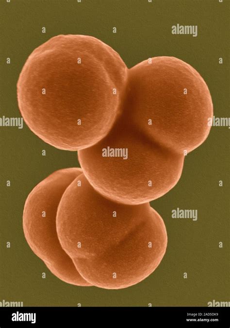 Coloured Scanning Electron Micrograph Sem Of Staphylococcus Aureus Gram Positive Mrsa