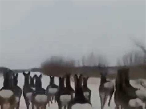 Охота на косулю))) - YouTube