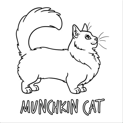 Contact Us Munchkin Kittens For Sale