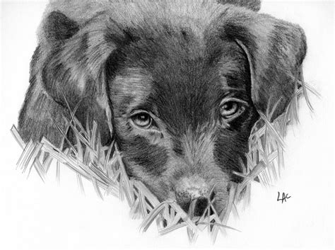 Lab Puppy Drawing At PaintingValley Com Explore Collection Of Lab Puppy Drawing