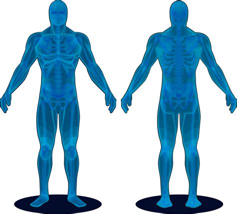 Body Maps Free Anatomy 3d Create Your Own Custom Map Xebnzx
