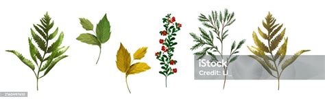 손으로 그린 가을 숲 나뭇잎 요소 양치류 카우베리 Tuja 사이프러스 린든 자작나무 마른 낙엽 손으로 그린 가을 숲 노란색 또는 빨간색 단풍입니다 떨어지는 잎 수채화 세트