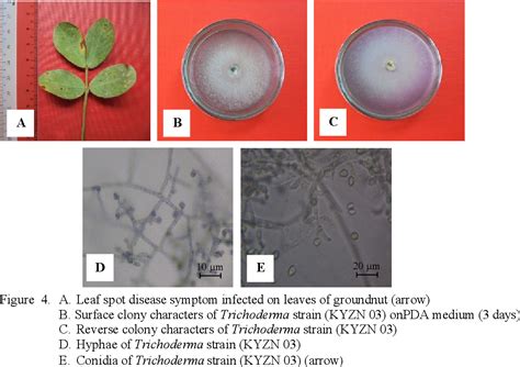 Figure 4 From Title Antagonistic Activity Of Trichoderma Strains
