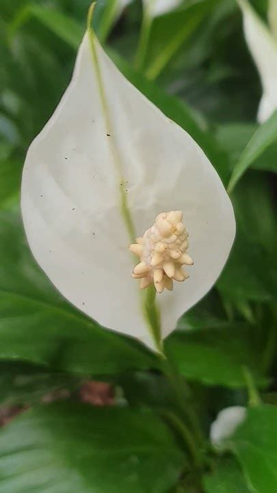 스파티필름 Spath Peace Lily White Anthurium 꽃말은 섬세한 사랑 온화한 사랑 우아한 심성