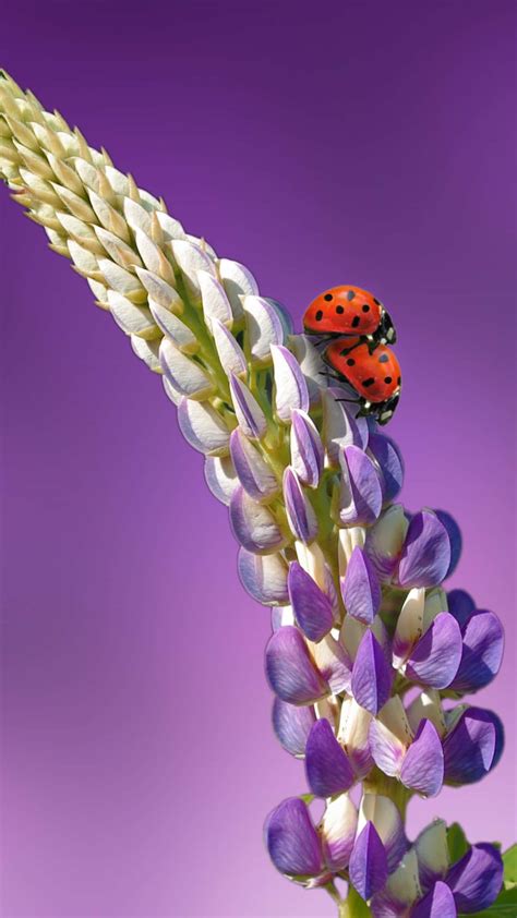 Download A Cute Ladybug Perched On An Iphone Wallpaper