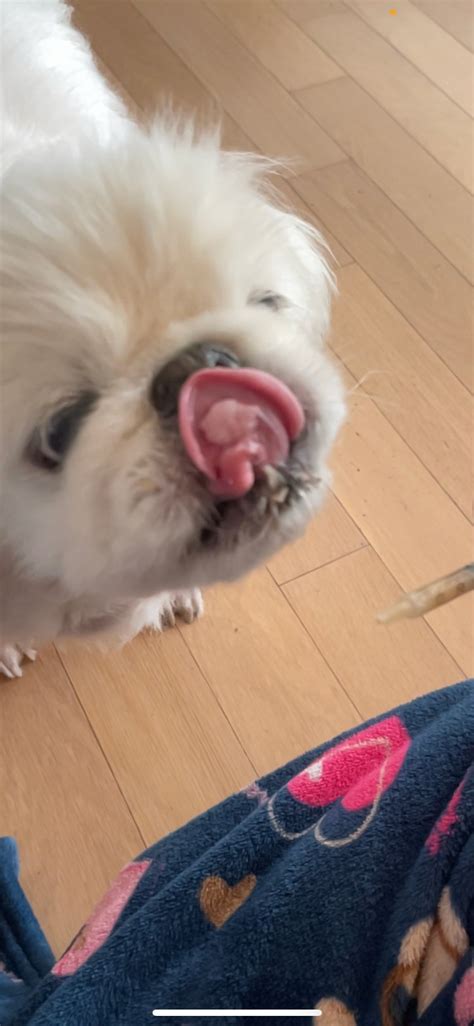 강아지 혀 종양인가요 지식in